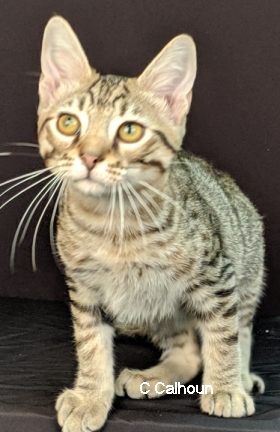 Avery Humane Society