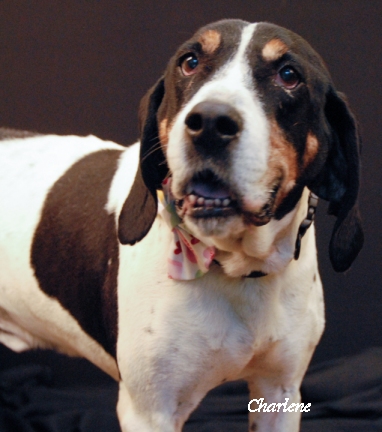 Avery Humane Society