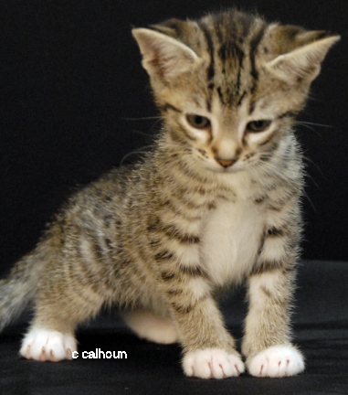 Avery Humane Society