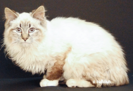 Avery Humane Society