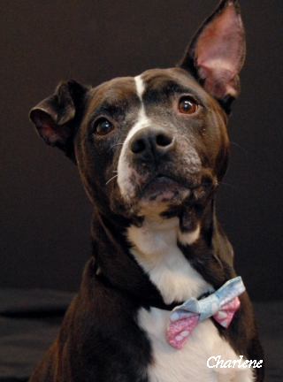 Avery Humane Society